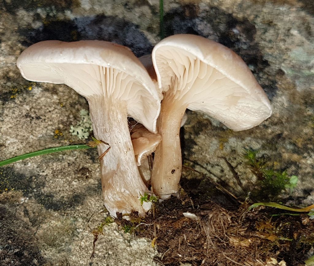 Da determinare: Clitocybe cfr. dealbata , Natura Mediterraneo | Forum ...