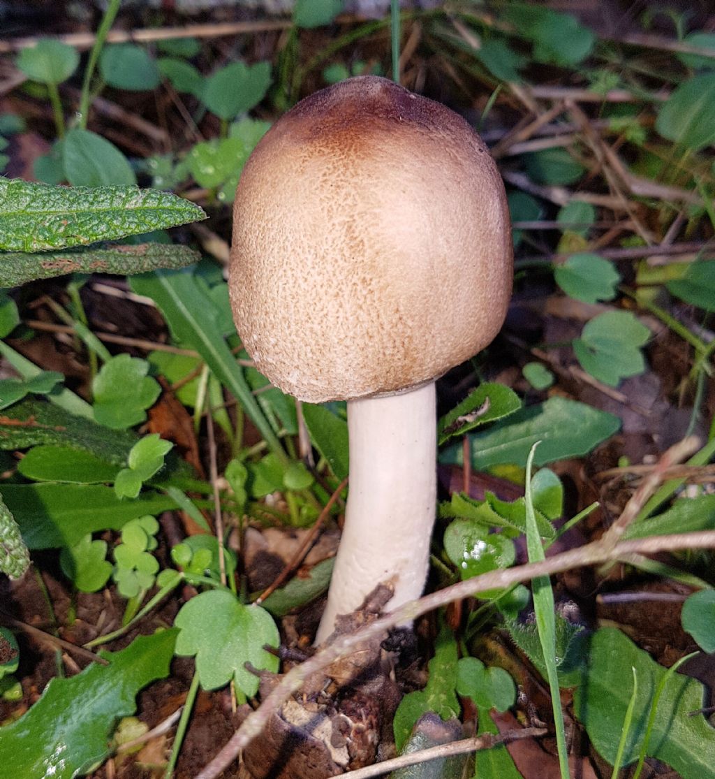 Lepiota subincarnata? No, Leucoagaricus sp. (cfr.) , Natura ...