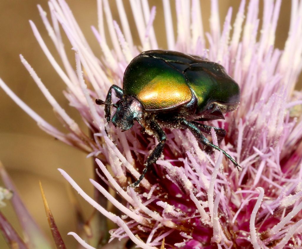 Cetoniidae: Protaetia (Netocia) cuprea cuprea , Natura Mediterraneo ...