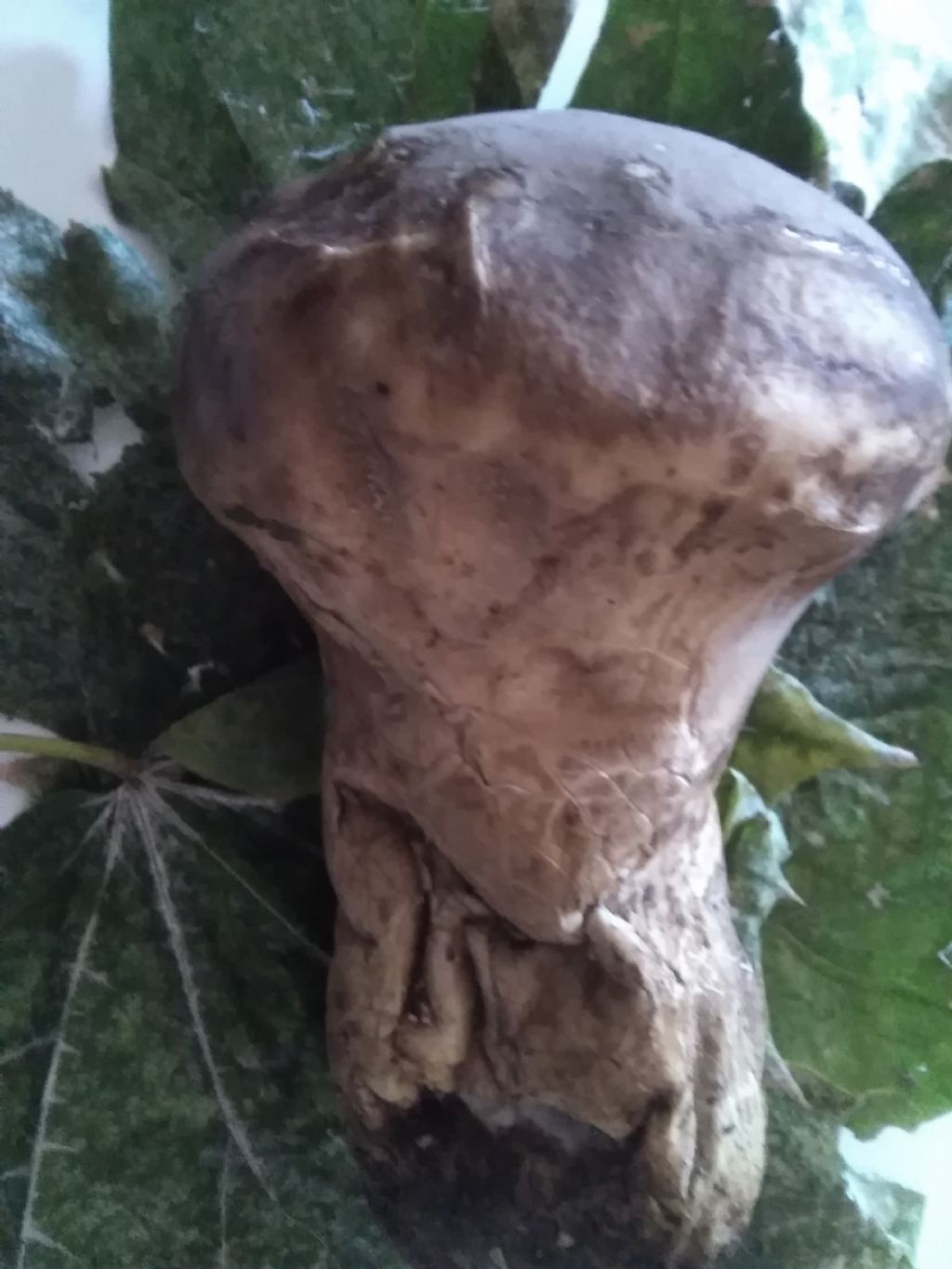 Vescia? Lycoperdon marrone..non so.. , Natura Mediterraneo | Forum ...