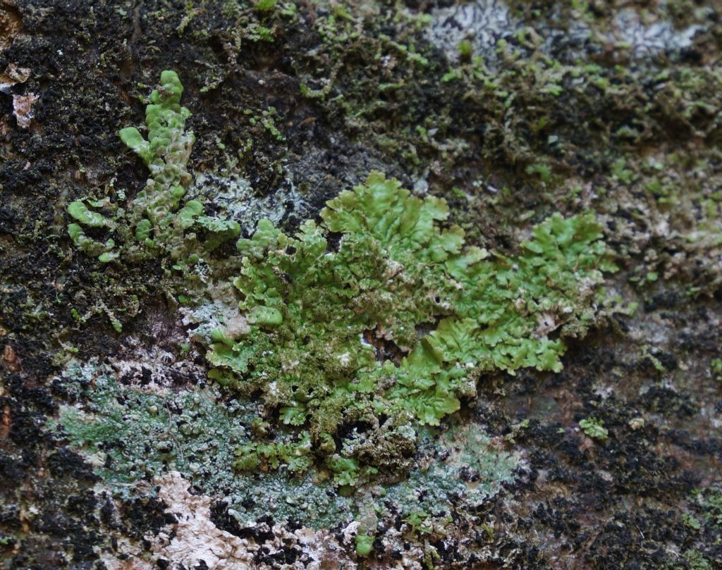 Identificazione licheni , Natura Mediterraneo | Forum Naturalistico