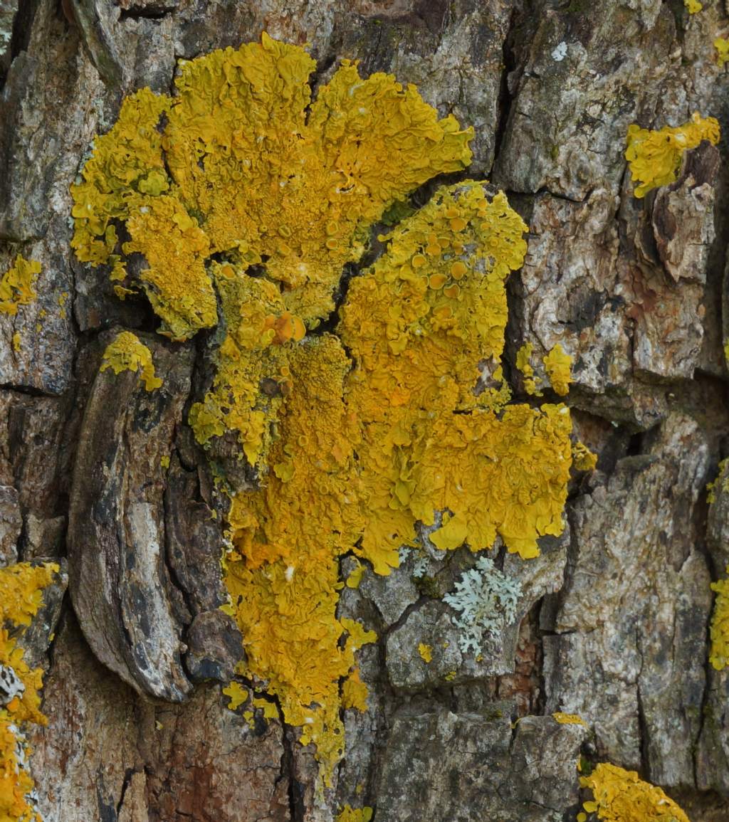 Xanthoria parietina , Natura Mediterraneo | Forum Naturalistico