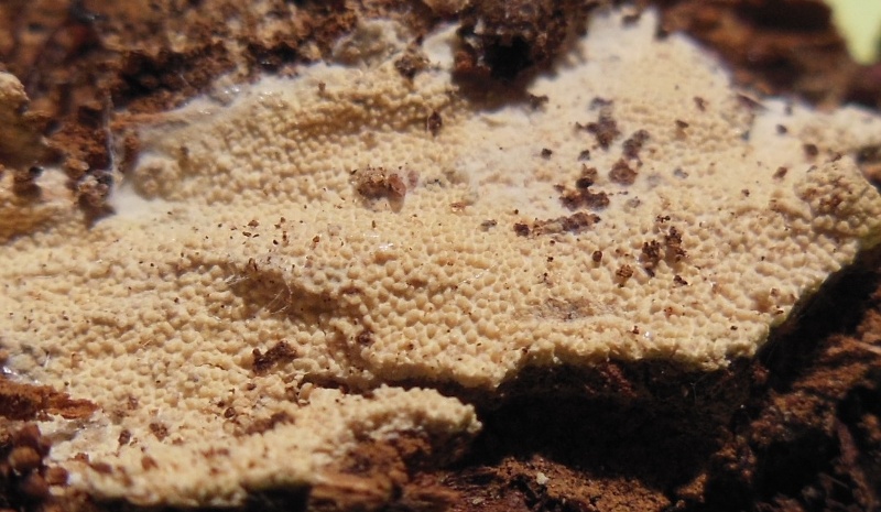 Hyphoderma etruriae , Natura Mediterraneo | Forum Naturalistico
