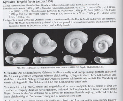 Dulcicola da id. , Natura Mediterraneo | Forum Naturalistico