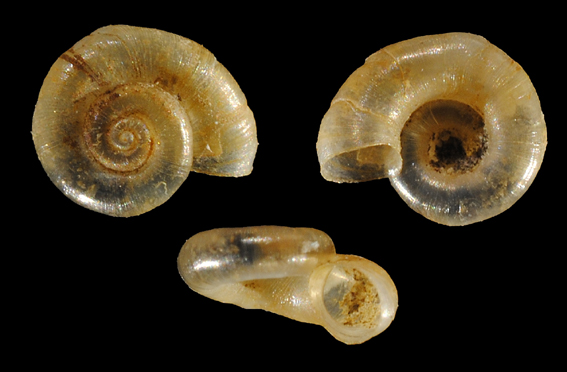 un piccolino da identificare: Valvata macrostoma? , Natura Mediterraneo ...