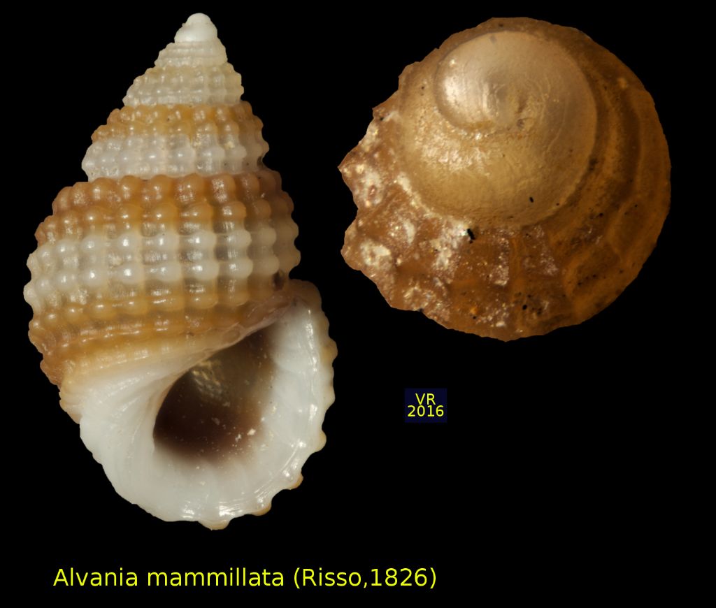 ALVANIA CIMEX ?? , Natura Mediterraneo | Forum Naturalistico