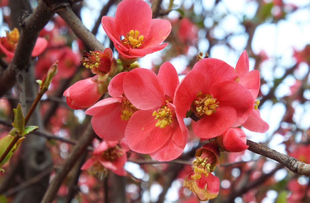 cv di Chaenomeles speciosa (Rosaceae) , Natura Mediterraneo | Forum ...
