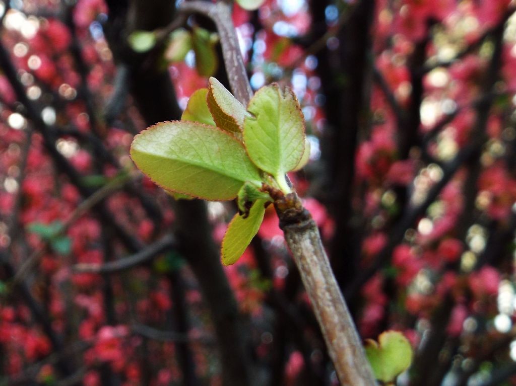 cv di Chaenomeles speciosa (Rosaceae) , Natura Mediterraneo | Forum ...