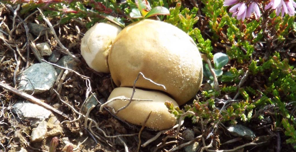 Vescia da identificare: Bovista sp. (B. plumbea opp. B. nigrescens ...