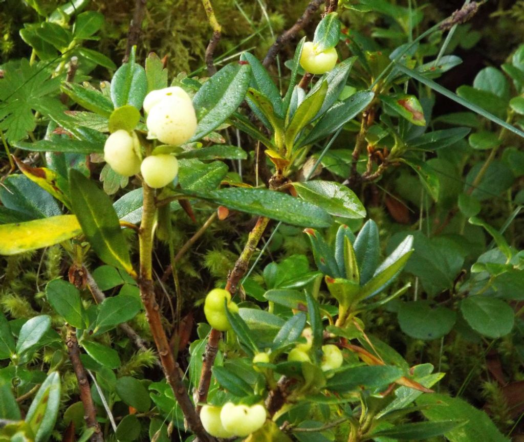 Exobasidium rhododendri , Natura Mediterraneo | Forum Naturalistico
