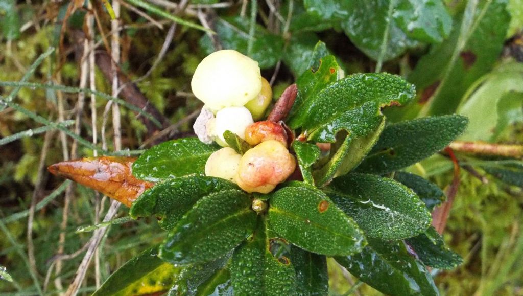Exobasidium rhododendri , Natura Mediterraneo | Forum Naturalistico