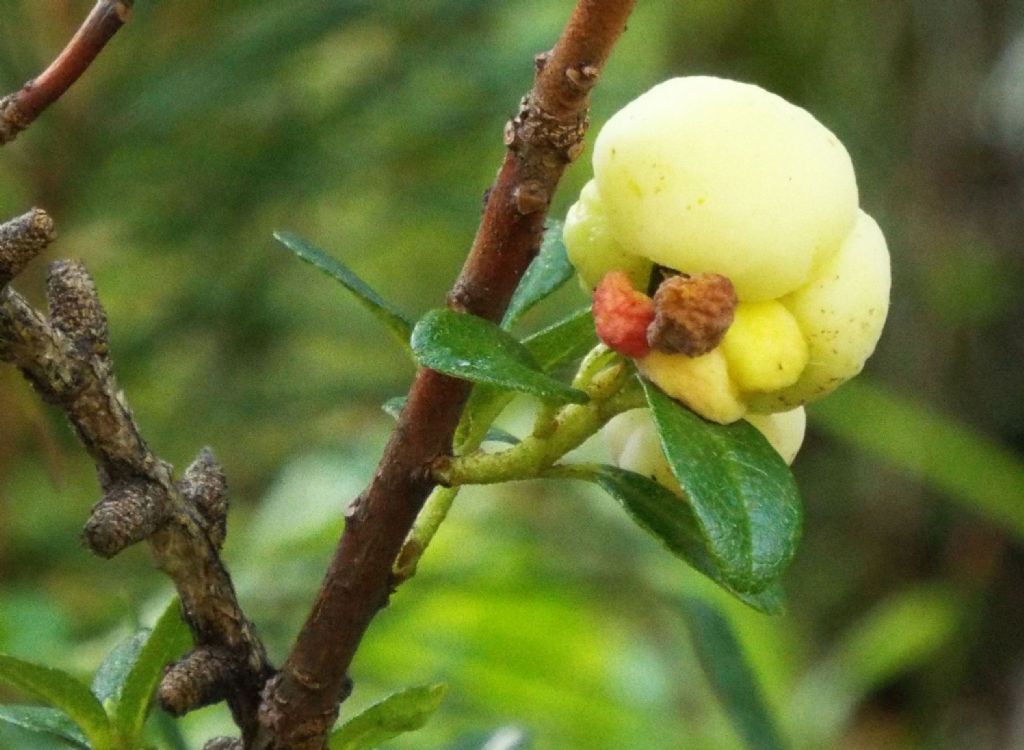 Exobasidium rhododendri , Natura Mediterraneo | Forum Naturalistico