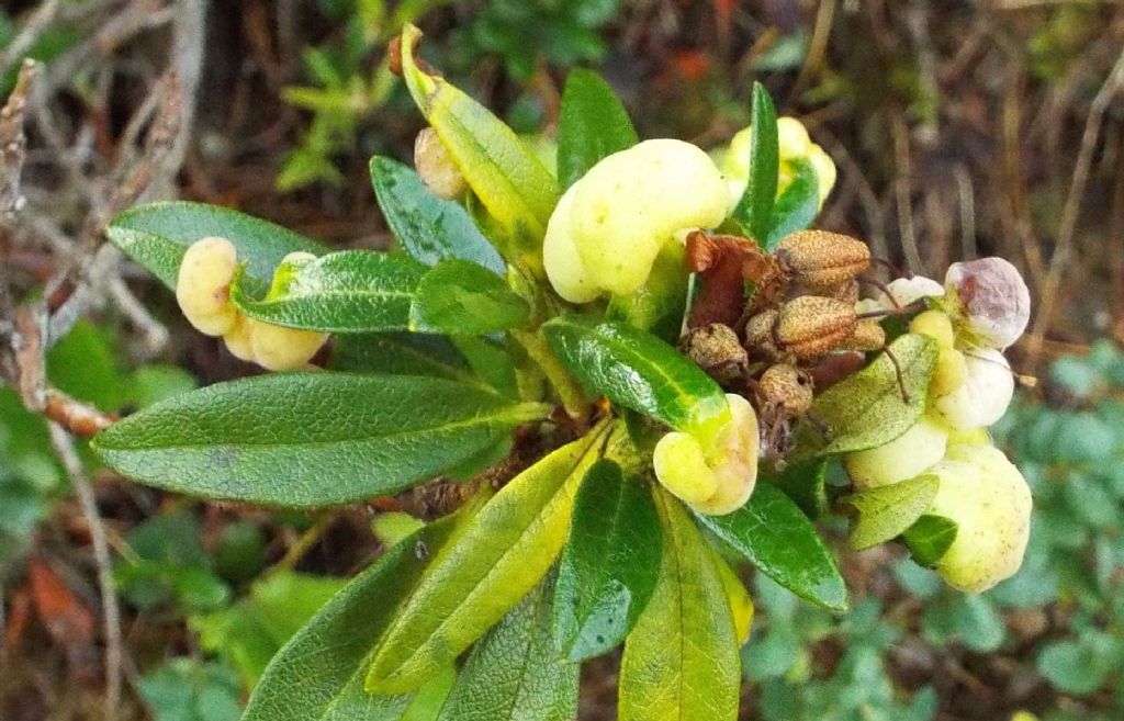 Exobasidium rhododendri , Natura Mediterraneo | Forum Naturalistico