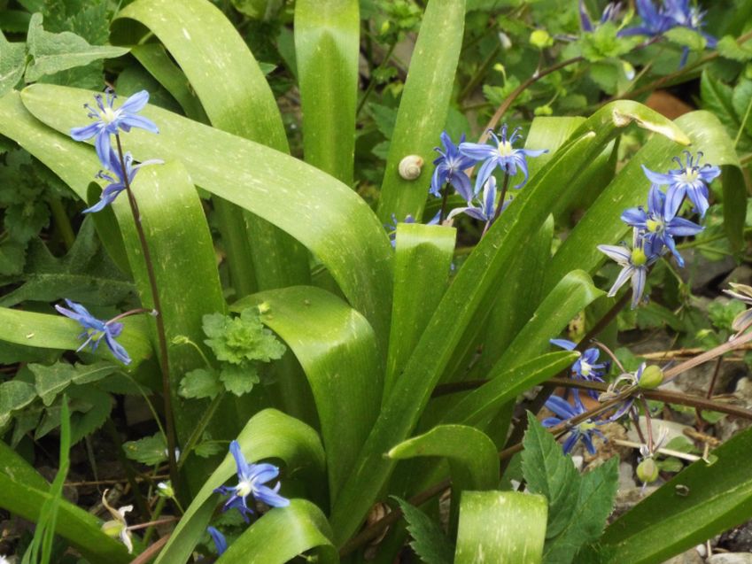 Scilla sp. ?(Asparagaceae) , Natura Mediterraneo | Forum Naturalistico