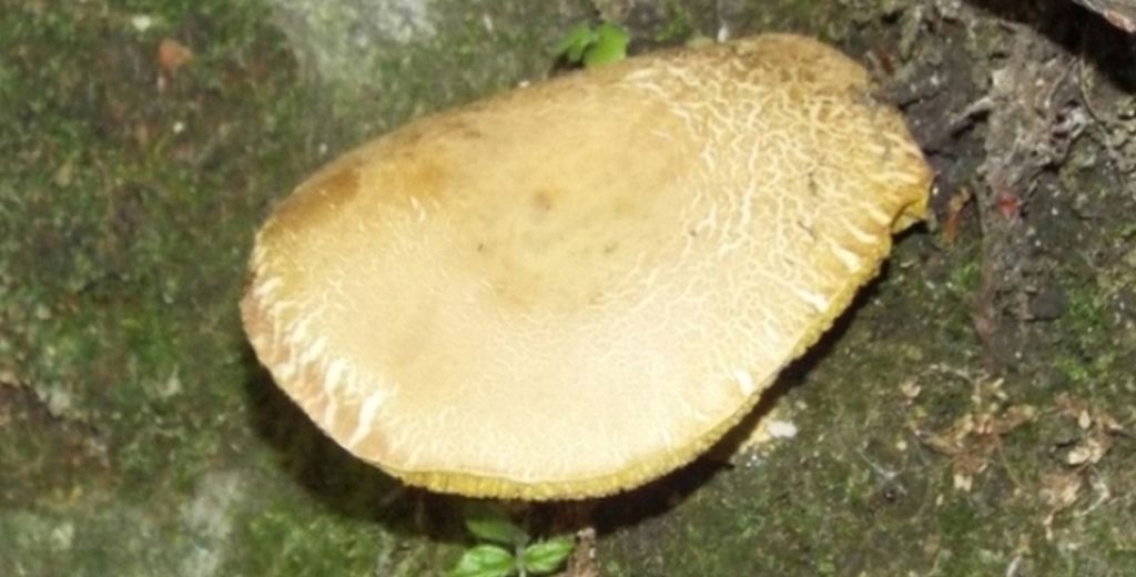 Suillus sp.? No, Xerocomus sp. , Natura Mediterraneo | Forum Naturalistico