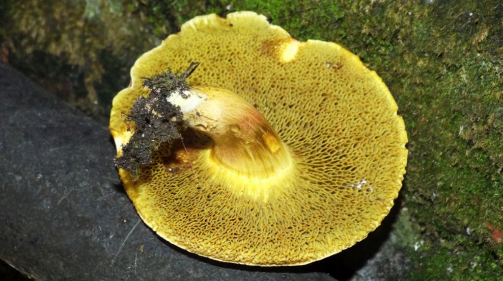 Suillus sp.? No, Xerocomus sp. , Natura Mediterraneo | Forum Naturalistico