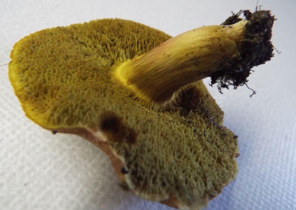 Suillus sp.? No, Xerocomus sp. , Natura Mediterraneo | Forum Naturalistico