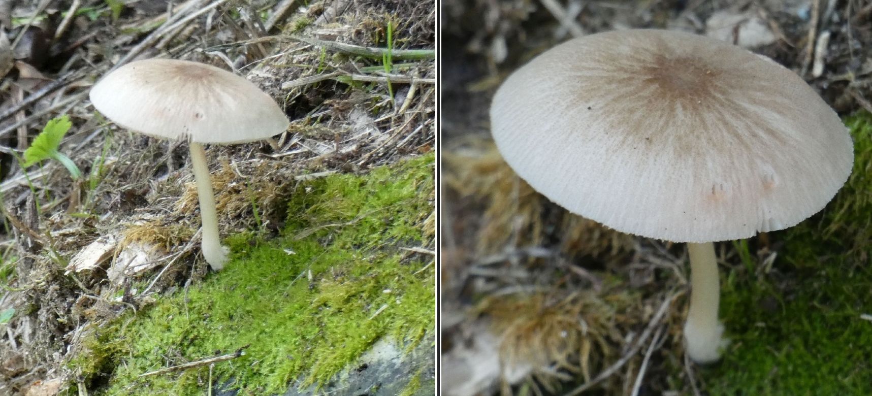 Pluteus sp. , Natura Mediterraneo | Forum Naturalistico