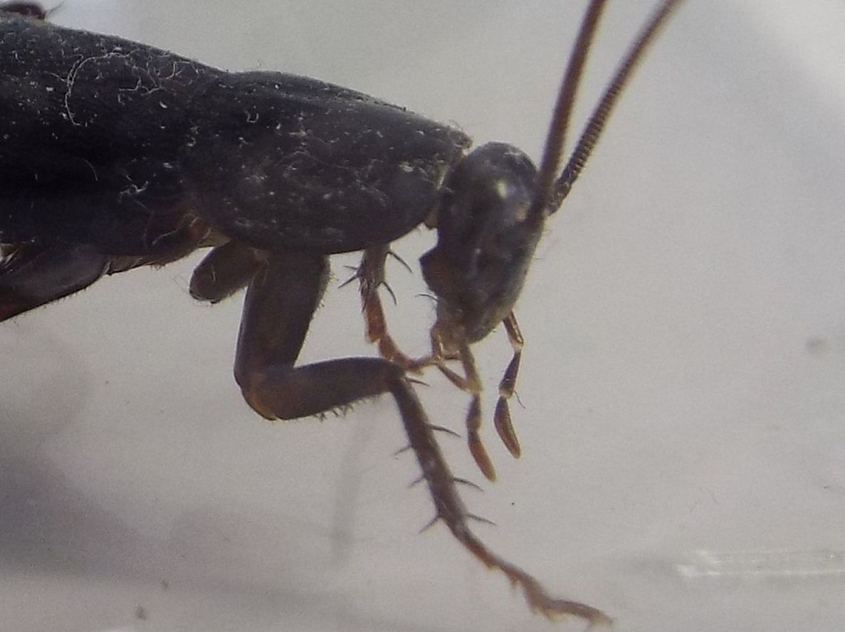 Blatta orientalis Linnaeus, 1758 , Natura Mediterraneo | Forum ...