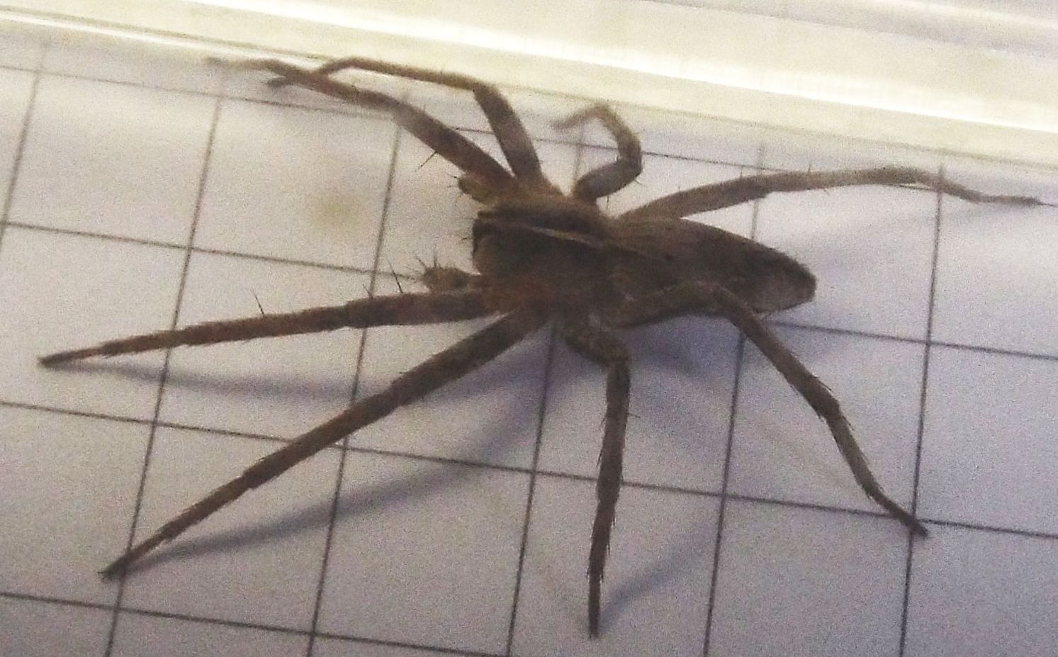 Pisaura sp. - Cornaredo (MI) , Natura Mediterraneo | Forum Naturalistico