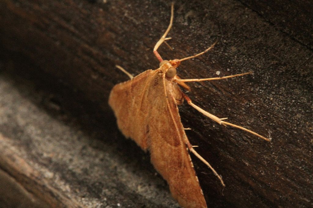Piccola falena , Natura Mediterraneo | Forum Naturalistico