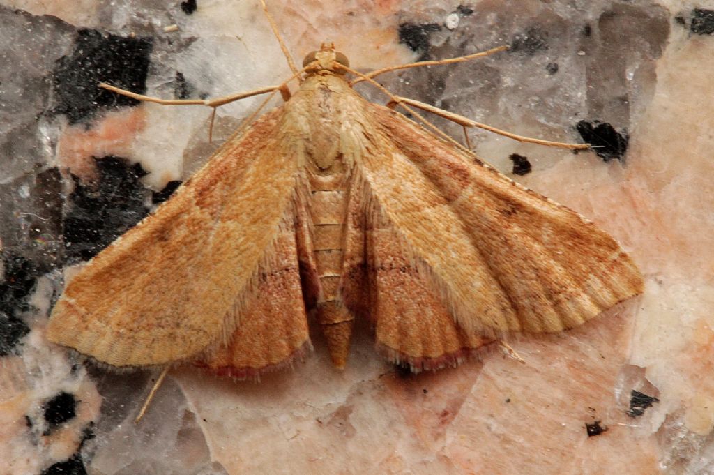 Piccola falena , Natura Mediterraneo | Forum Naturalistico