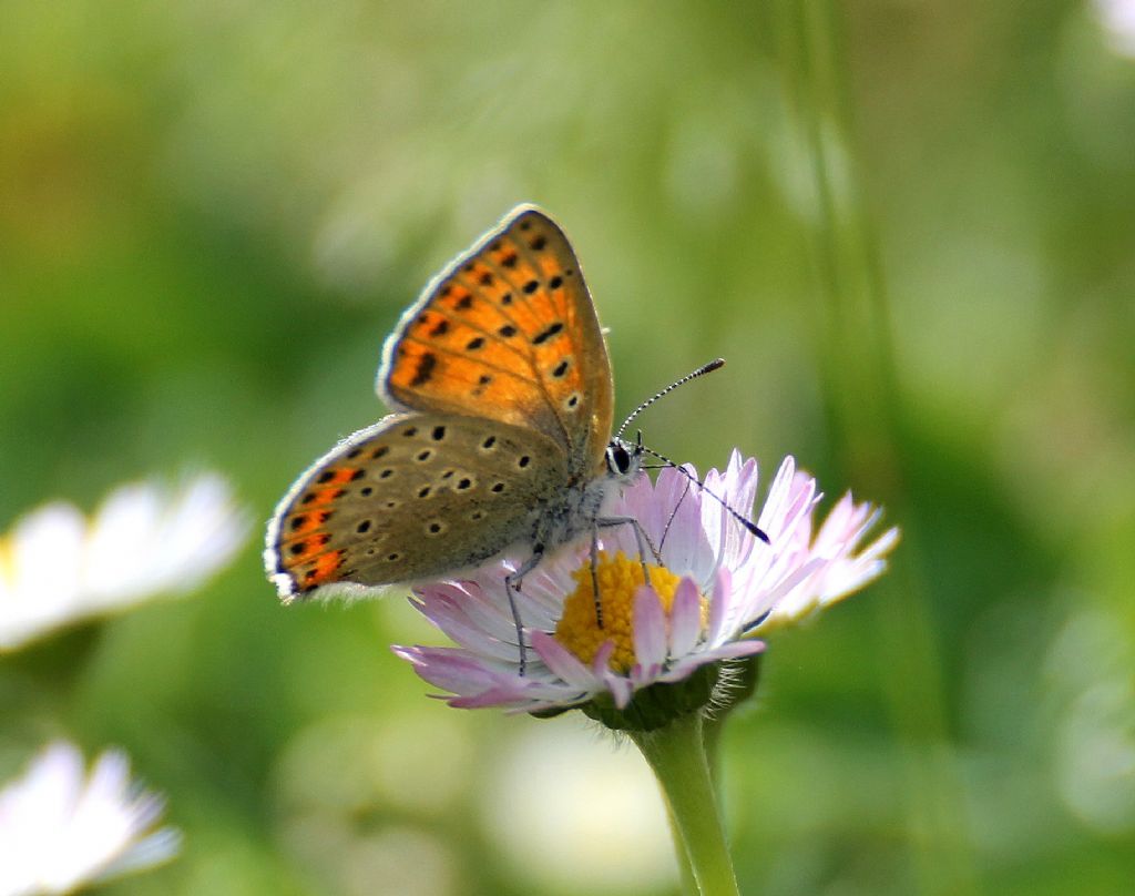 Lycaena ....? Lycaena tityrus , Natura Mediterraneo | Forum Naturalistico