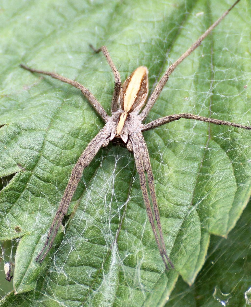 Pisaura sp. - Candia (TO) , Natura Mediterraneo | Forum Naturalistico