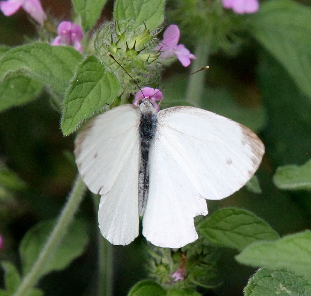 Pieris napi? Sì , Natura Mediterraneo | Forum Naturalistico