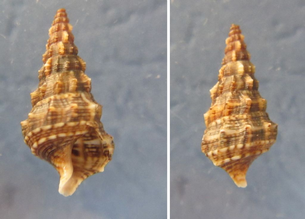 Identificazione gasteropode , Natura Mediterraneo | Forum Naturalistico