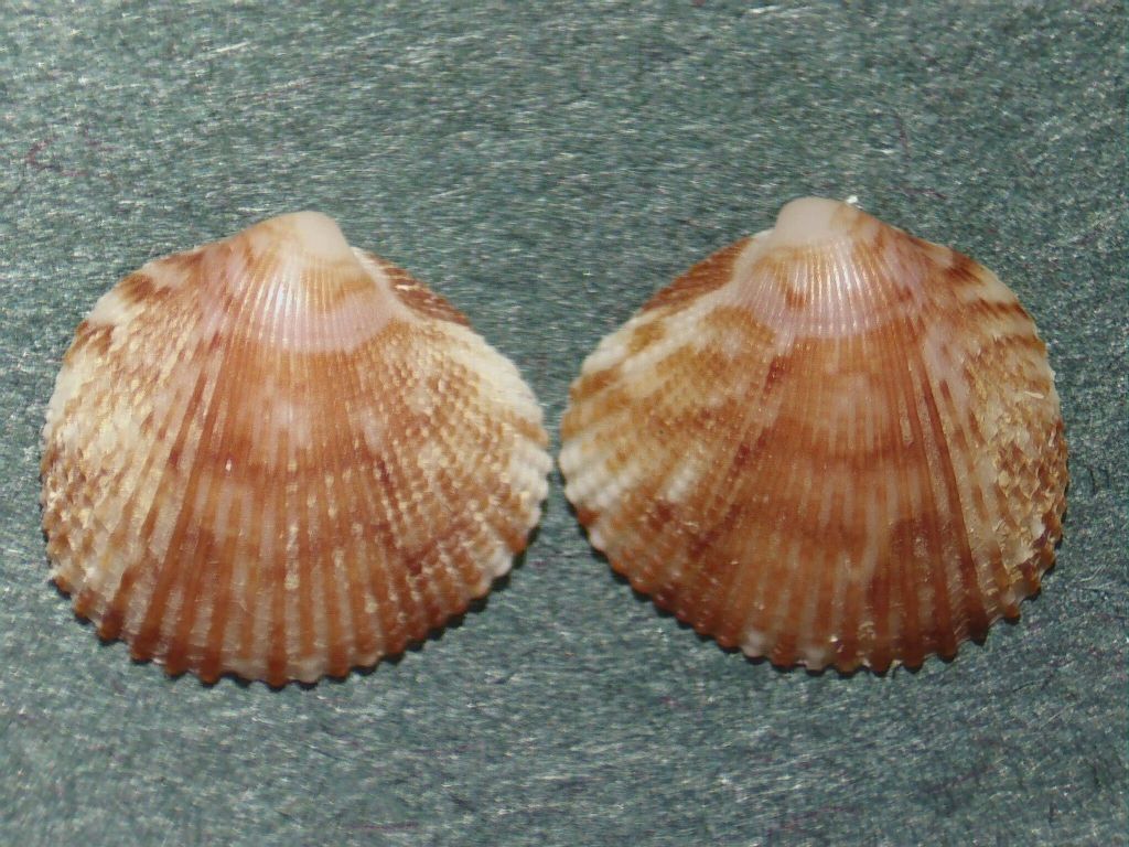 Carditidae? , Natura Mediterraneo | Forum Naturalistico