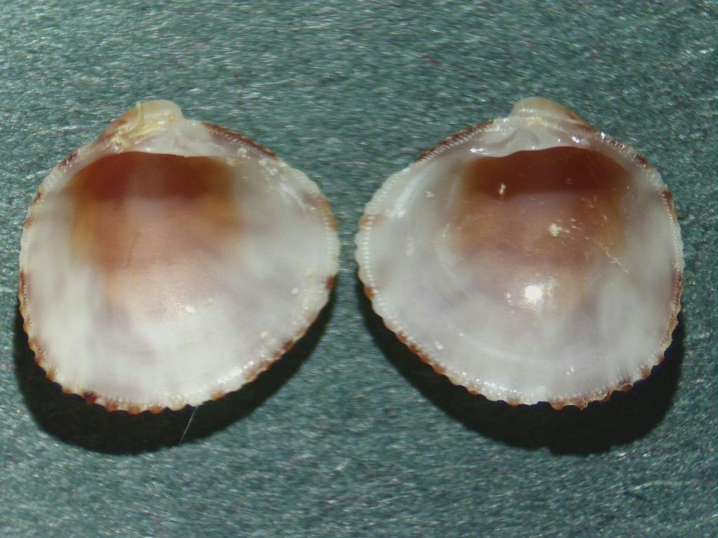 Carditidae? , Natura Mediterraneo | Forum Naturalistico