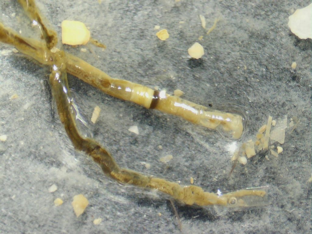 Spiochaetopterus? , Natura Mediterraneo | Forum Naturalistico