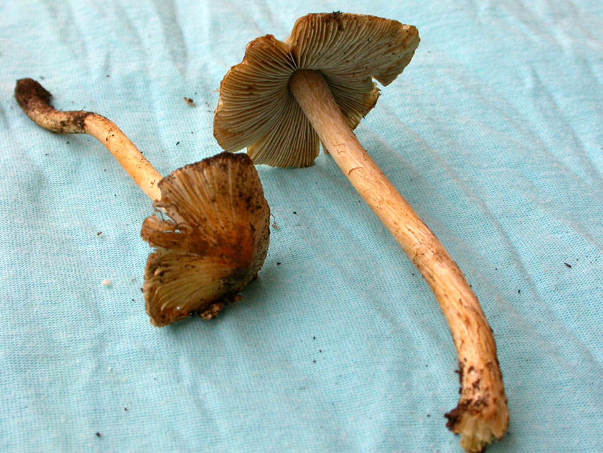 Inocybe fastigiata = I. rimosa , Natura Mediterraneo | Forum Naturalistico