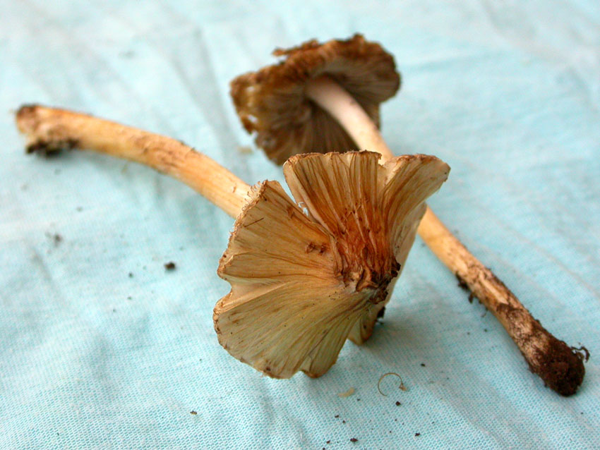 Inocybe fastigiata = I. rimosa , Natura Mediterraneo | Forum Naturalistico