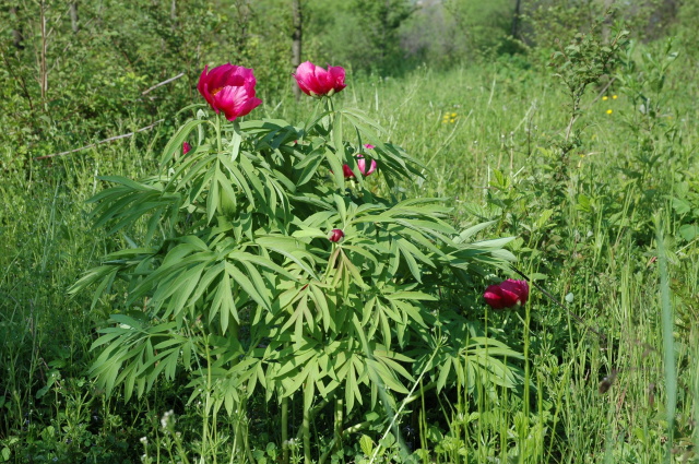 Paeonia officinalis subsp. italica / Peonia italica , Natura ...