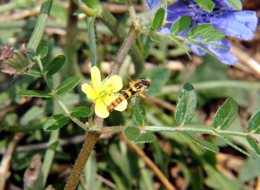 Insetto con proboscide e altro , Natura Mediterraneo | Forum Naturalistico