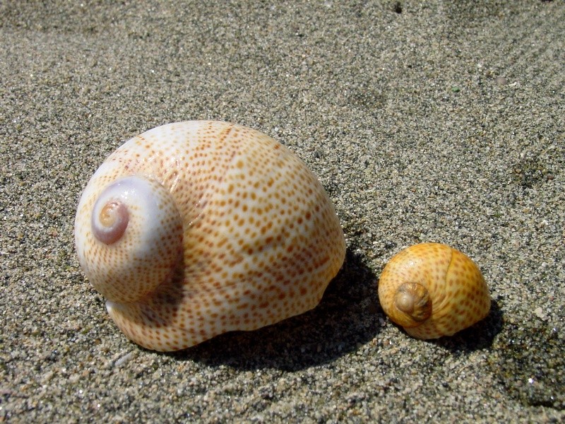 Natica stercusmuscarum (=millepunctatus) , Natura Mediterraneo | Forum ...