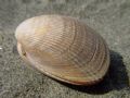 Cardiidae Bivalvia | Tassonomia Cardiidae Bivalvia Natura Mediterraneo