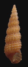 Cerithiidae Gastropoda | Tassonomia Cerithiidae Gastropoda Natura ...